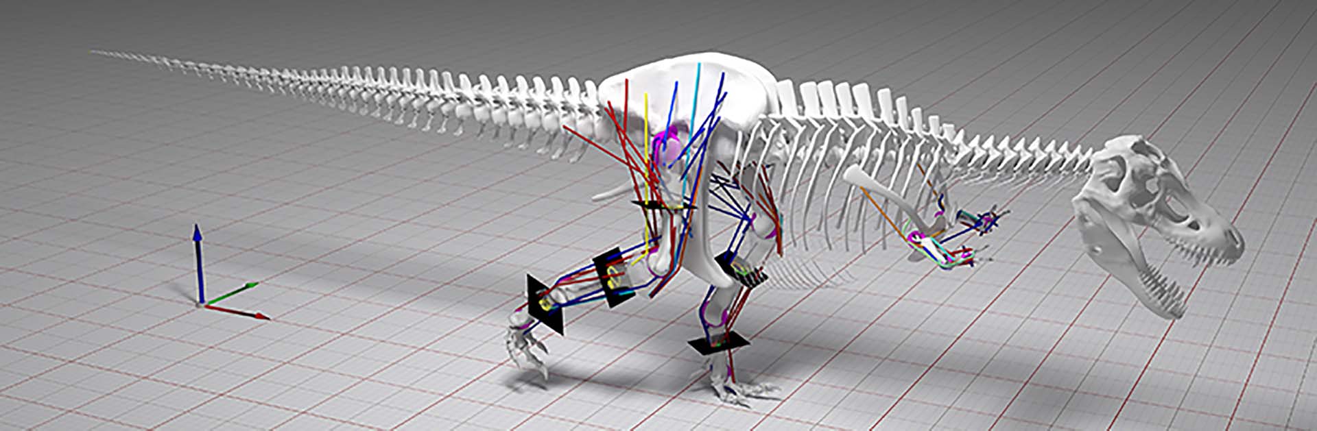 “Must go faster!” Could you outrun a T-rex? - Science and Engineering