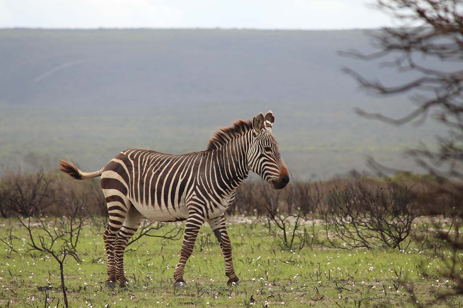 Examining zebra dung – it’s a dirty job but somebody’s got to do it ...