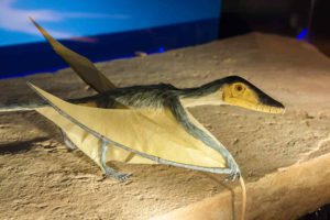 Pterosaurs-small - Science and Engineering