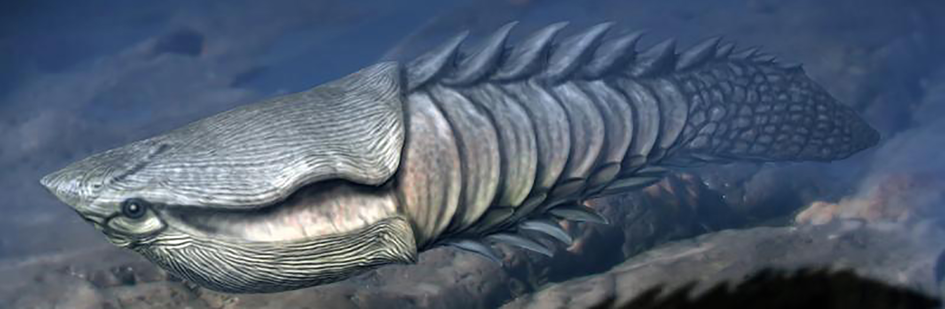 First Vertebrates To Evolve